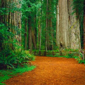 The Ultimate Redwood National Park Guide: Hikes, Views & More