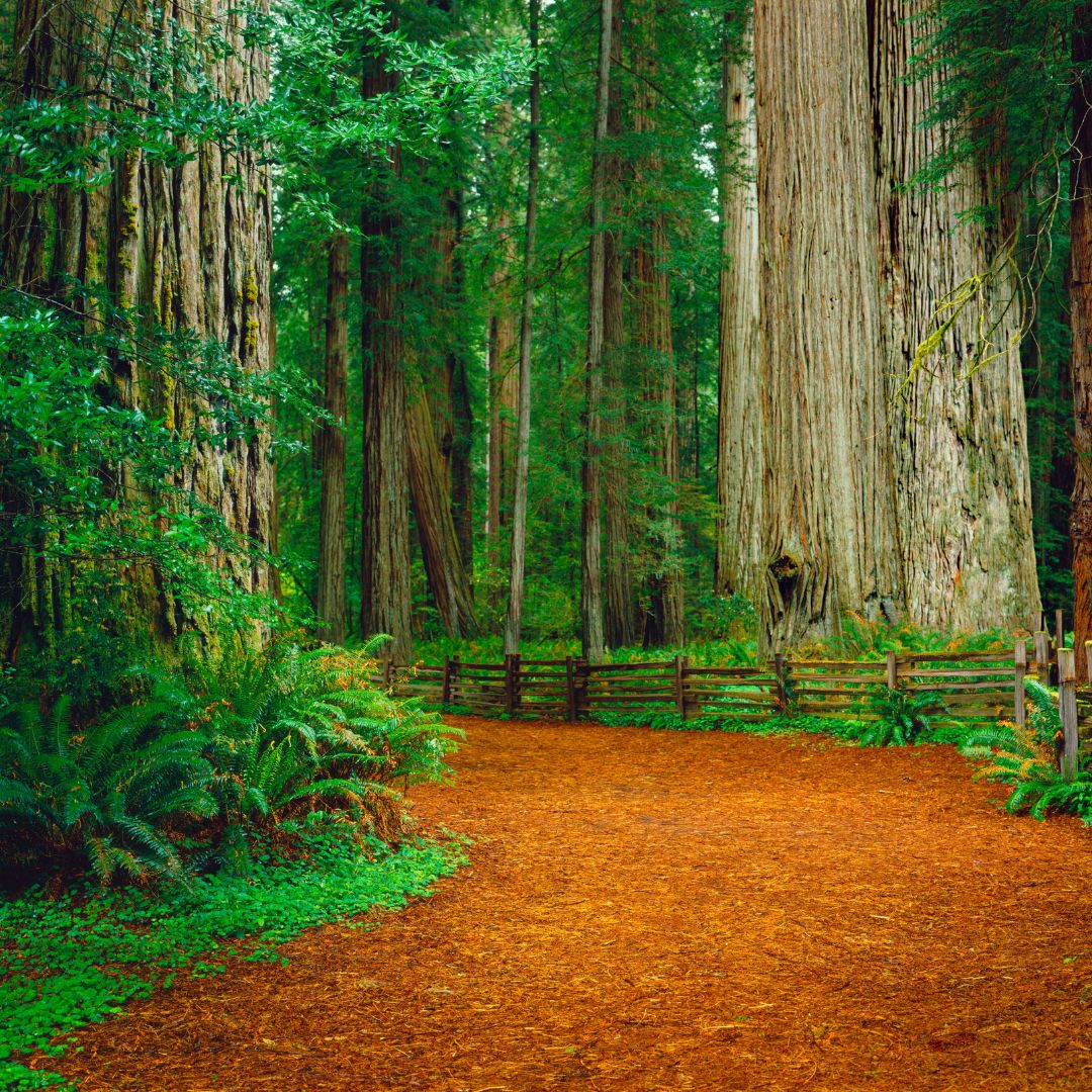 The Ultimate Redwood National Park Guide: Hikes, Views & More