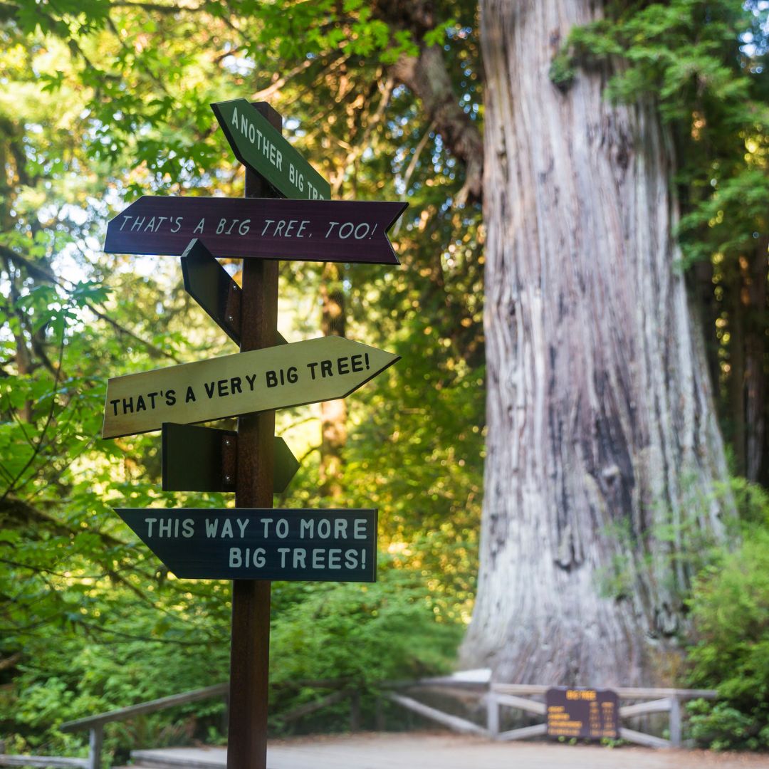 The Ultimate Redwood National Park Guide: Hikes, Views & More